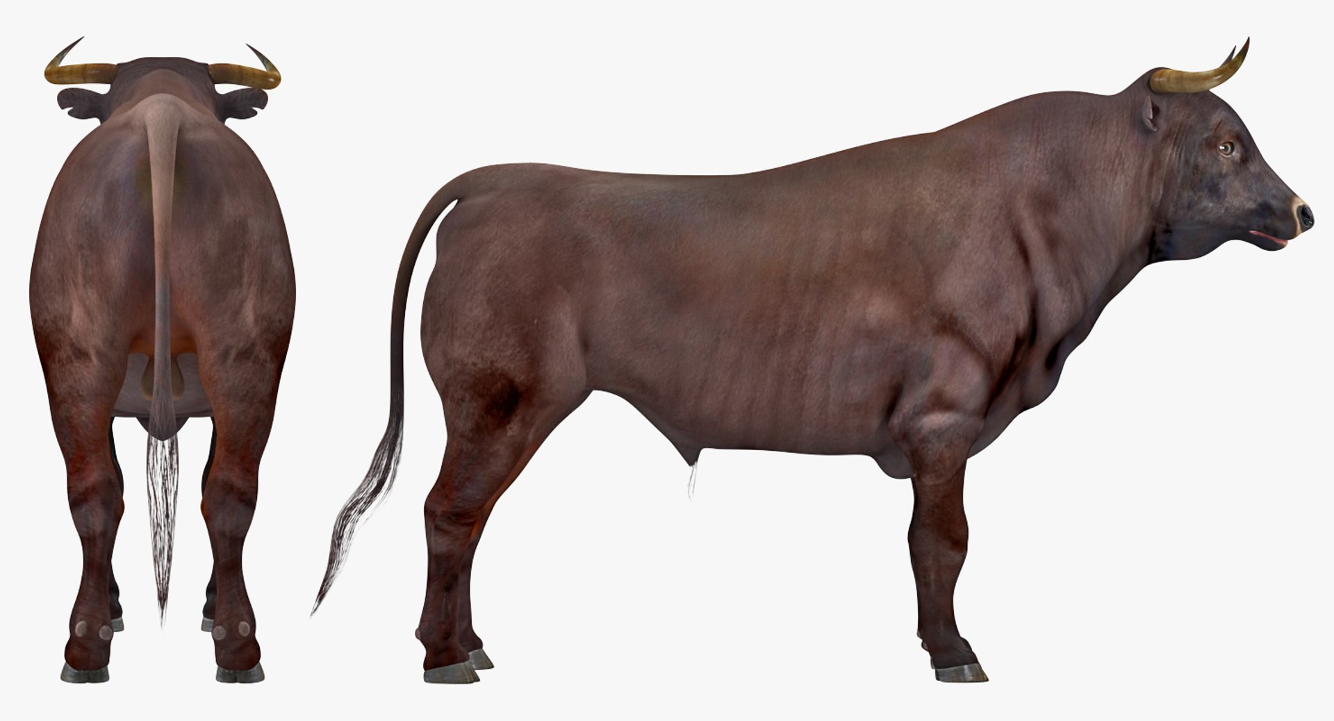 Bull Realistic 3D - TurboSquid 1215947