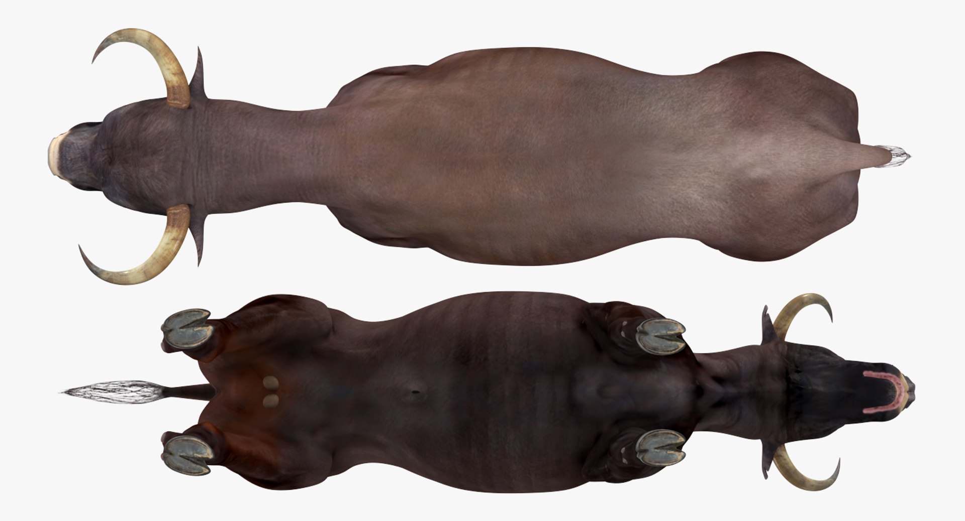 Bull Realistic 3D - TurboSquid 1215947