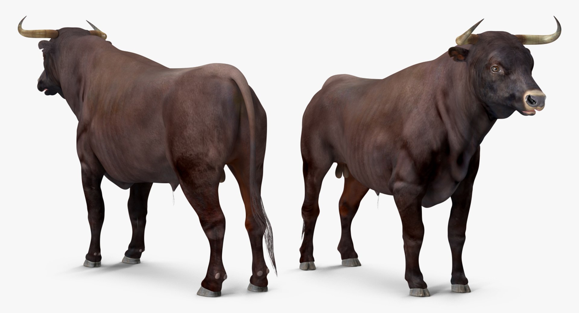 Bull Realistic 3D - TurboSquid 1215947