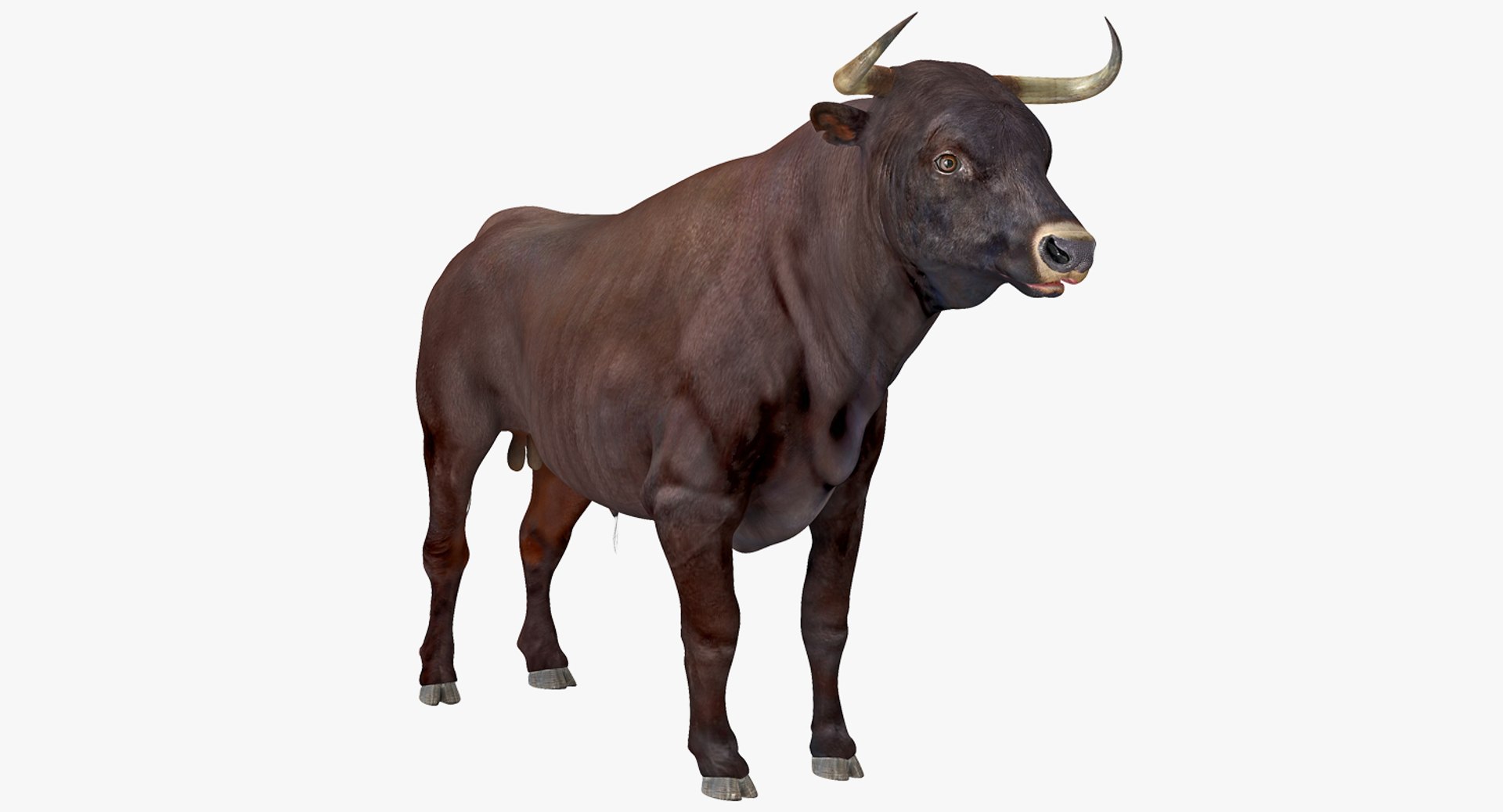 Bull realistic 3D - TurboSquid 1215947