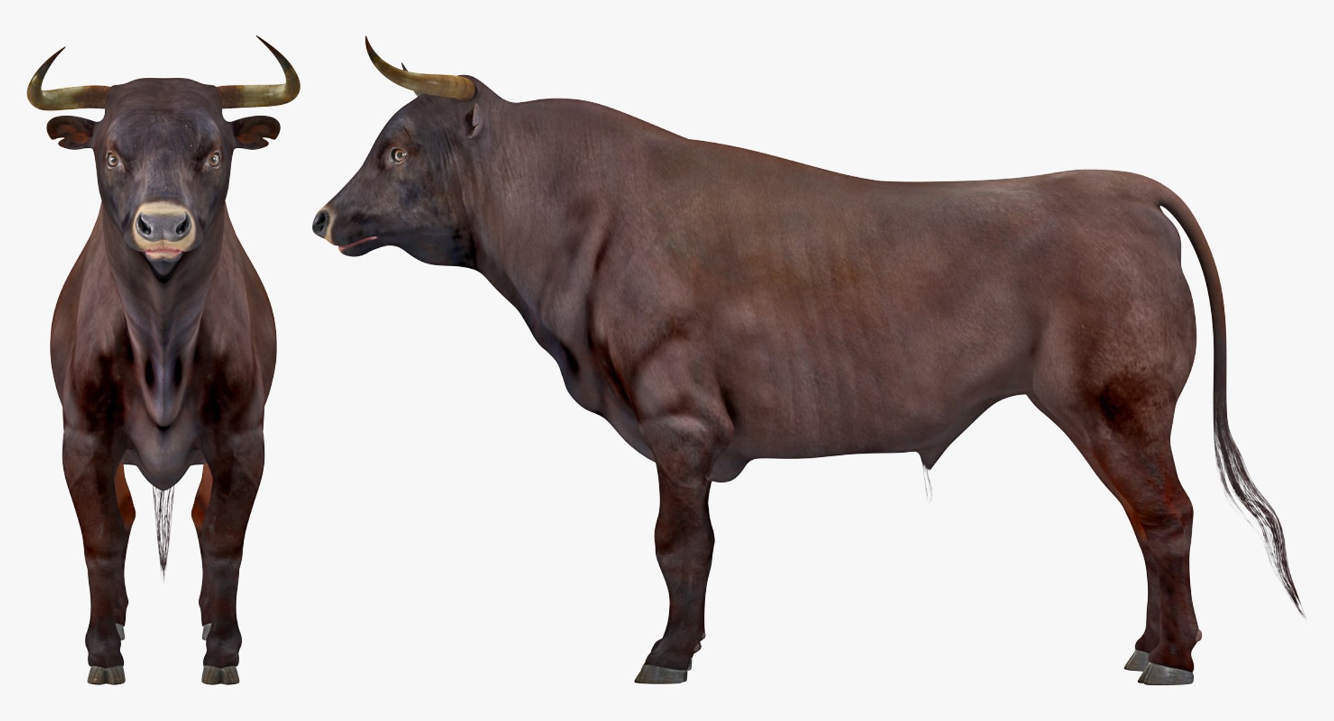 Bull Realistic 3D - TurboSquid 1215947