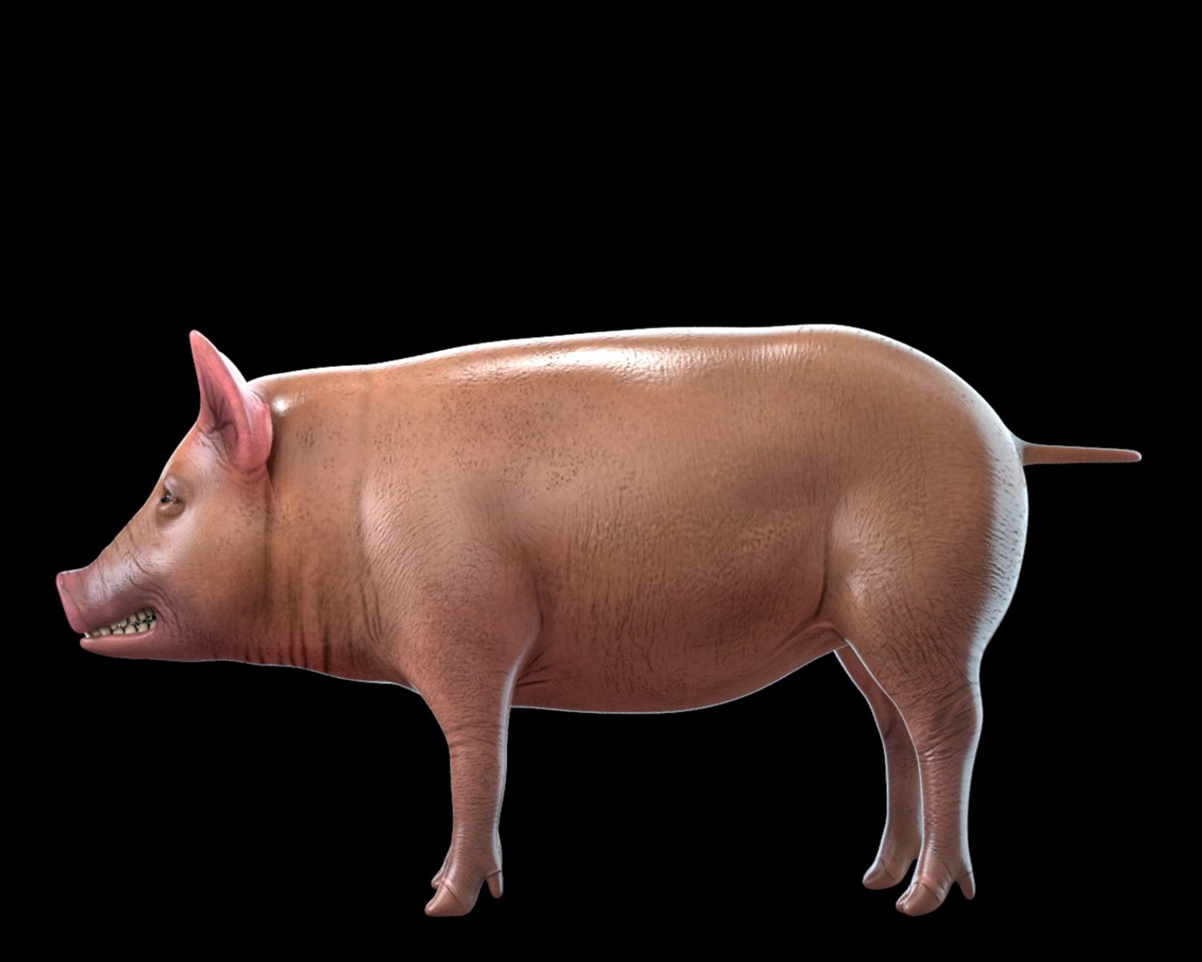 Pig Animal Nature 3D - TurboSquid 1559949
