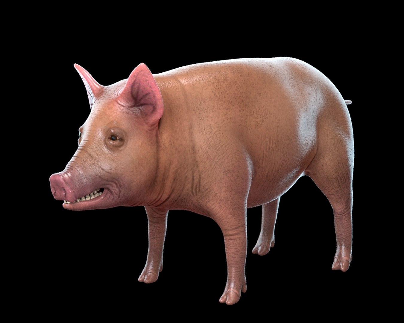 Pig Animal Nature 3D - TurboSquid 1559949