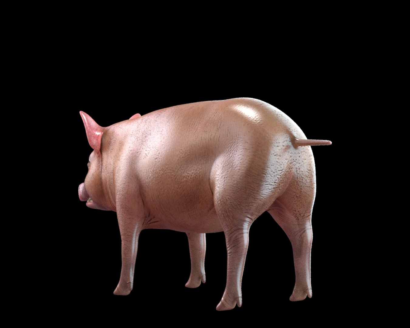 Pig Animal Nature 3D - TurboSquid 1559949