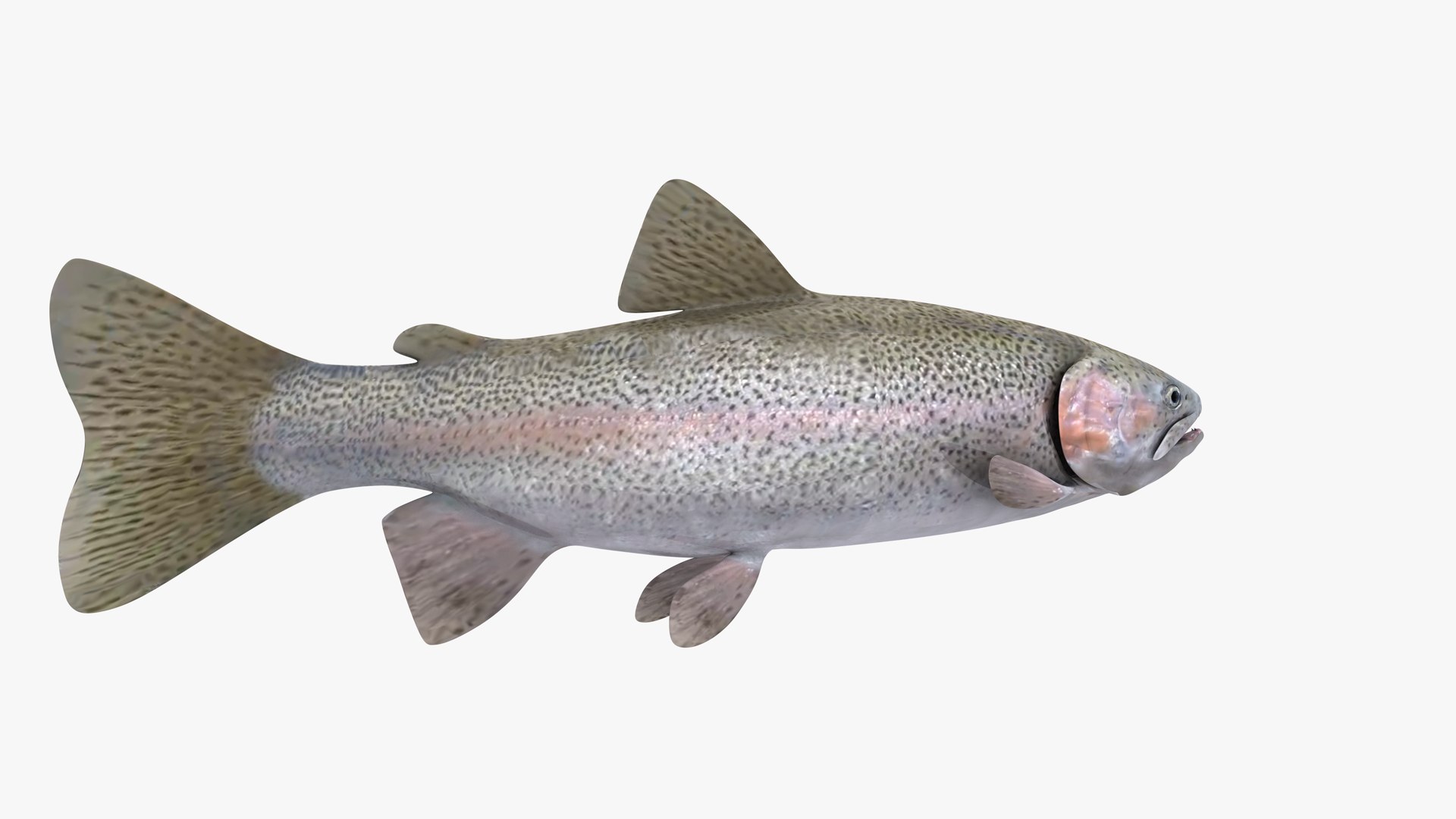 3D Model Brown Trout - TurboSquid 1444833