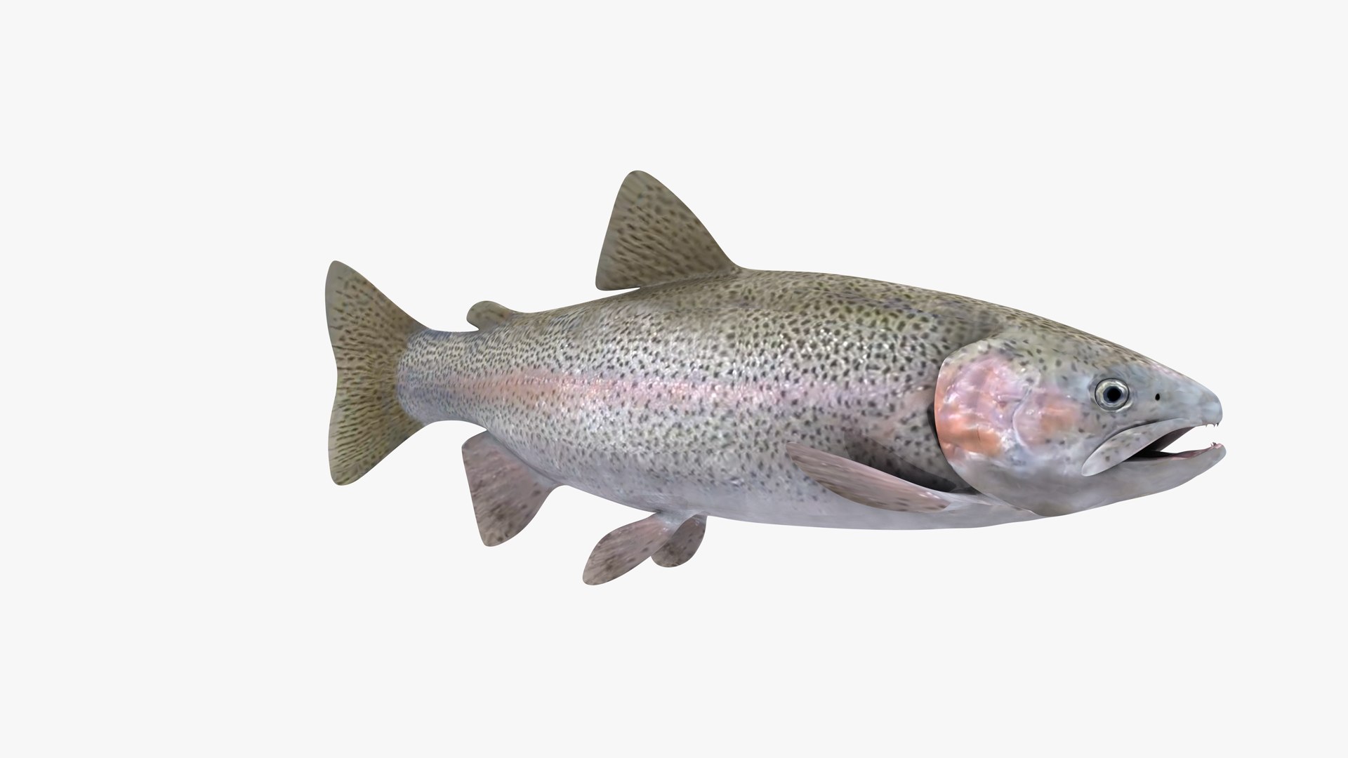 3D Model Brown Trout - TurboSquid 1444833