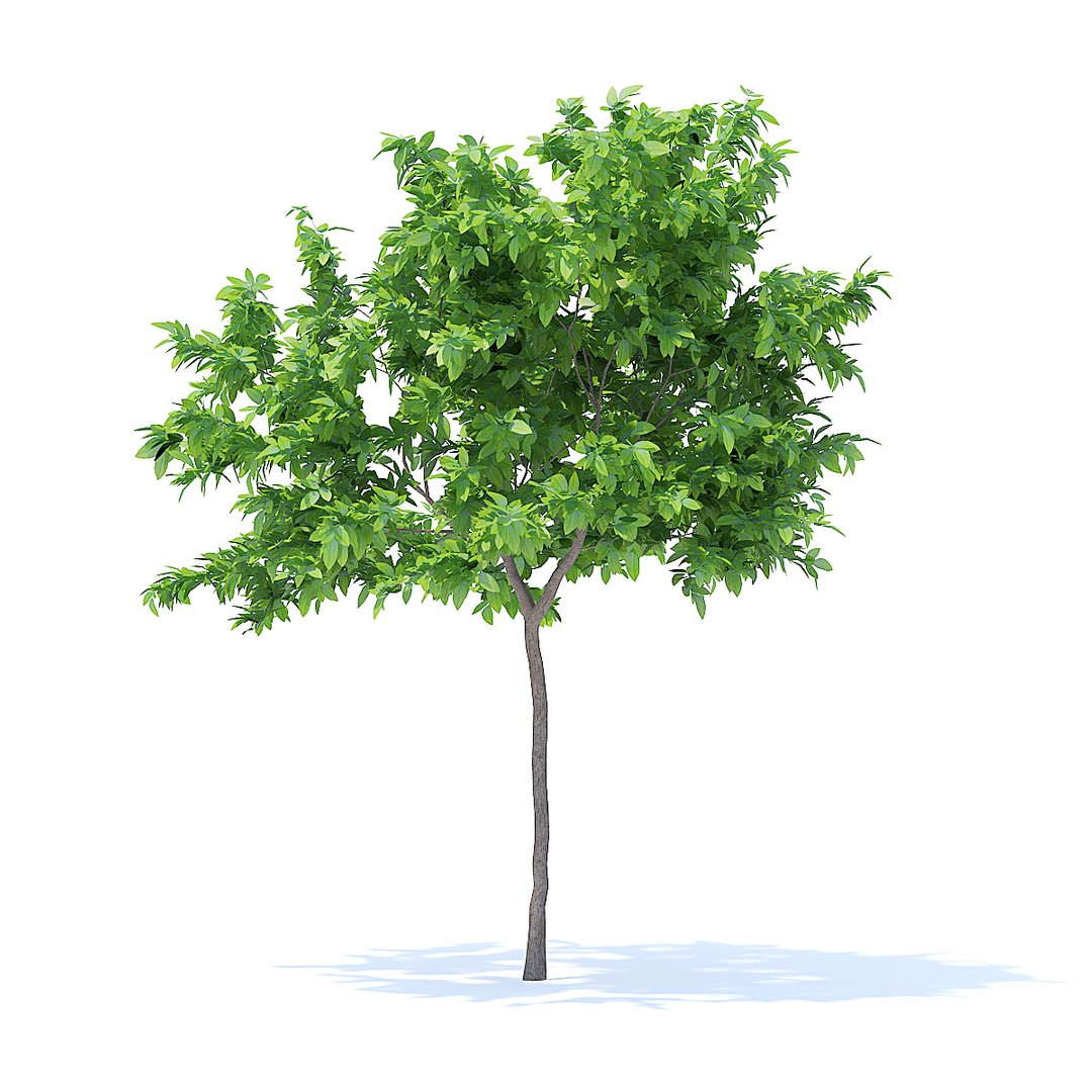 Lemon Tree 2 4m 3D Model - TurboSquid 1253244