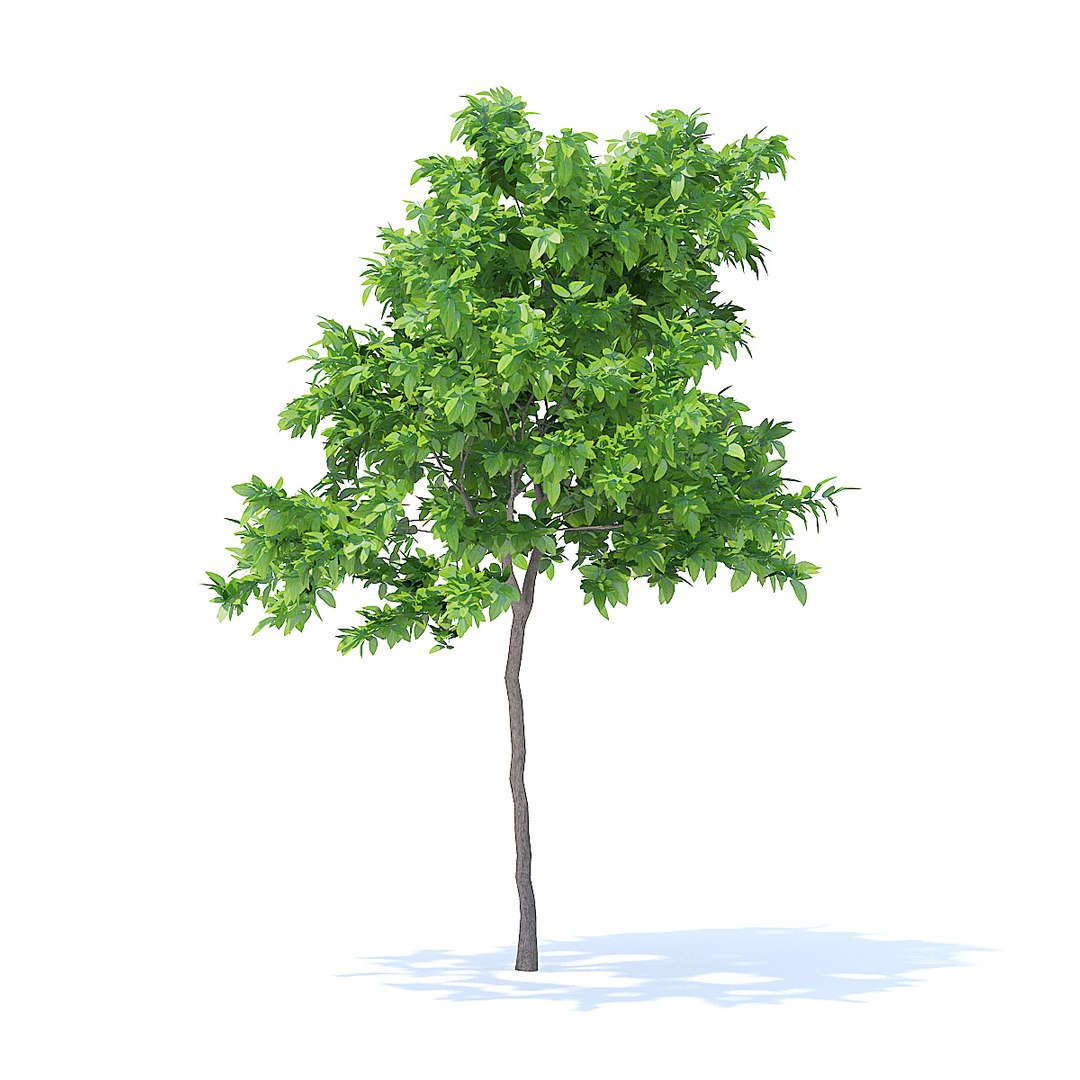 Lemon Tree 2 4m 3D Model - TurboSquid 1253244