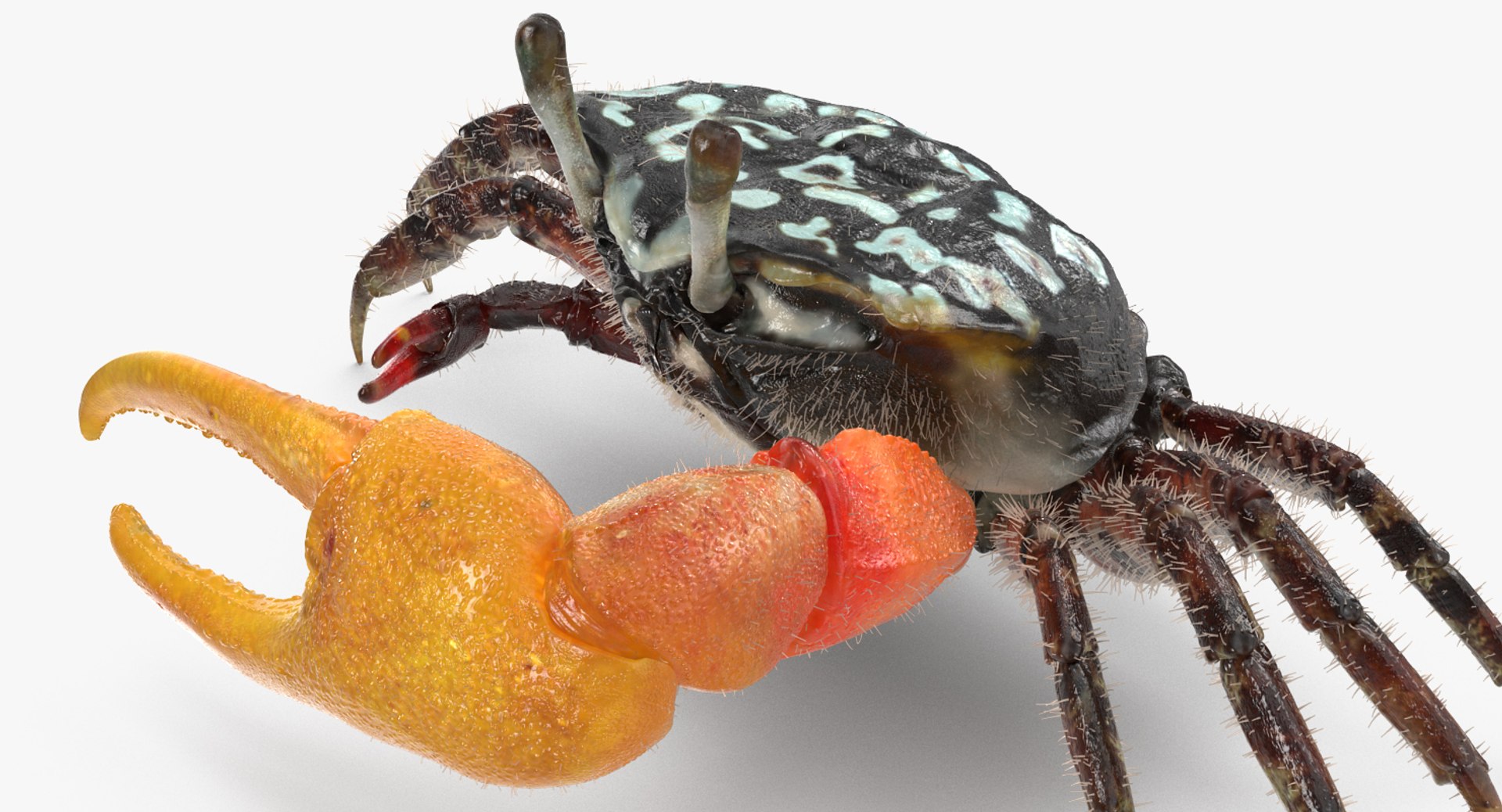 Fiddler Crab Fur 3d Model
