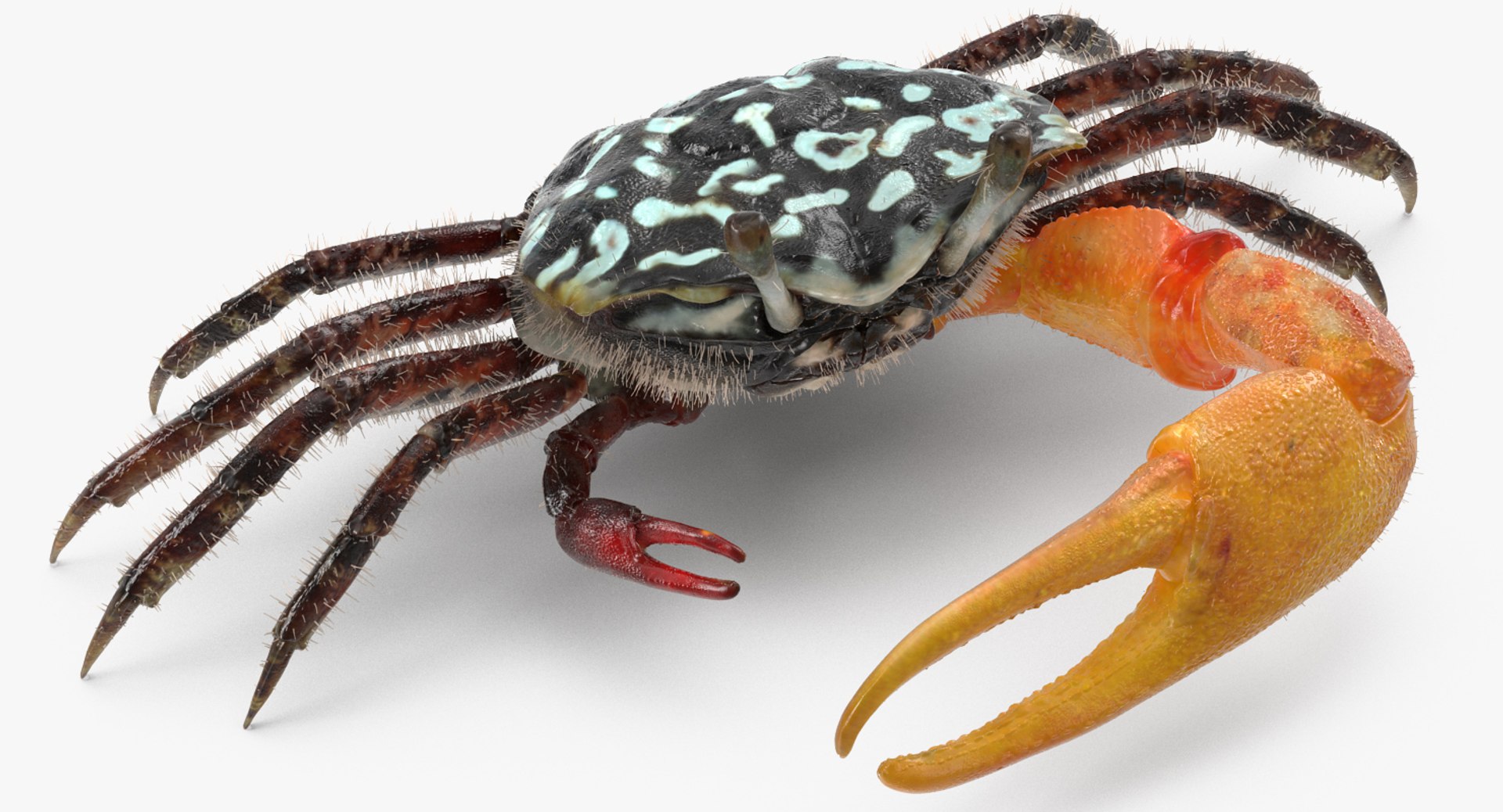 Fiddler Crab Fur 3d Model