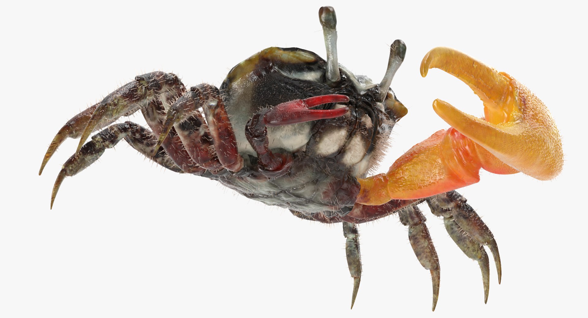 Fiddler Crab Fur 3d Model
