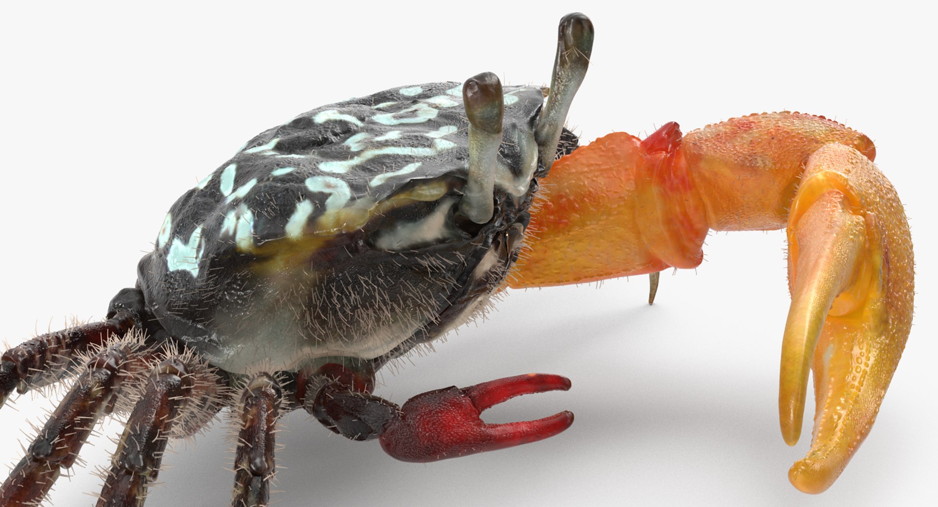 Fiddler Crab Fur 3d Model