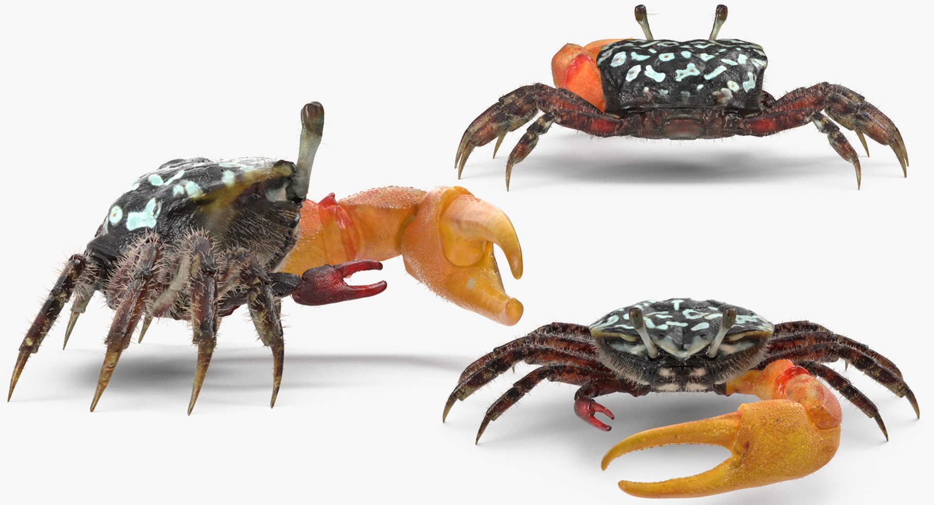 Fiddler Crab Fur 3d Model