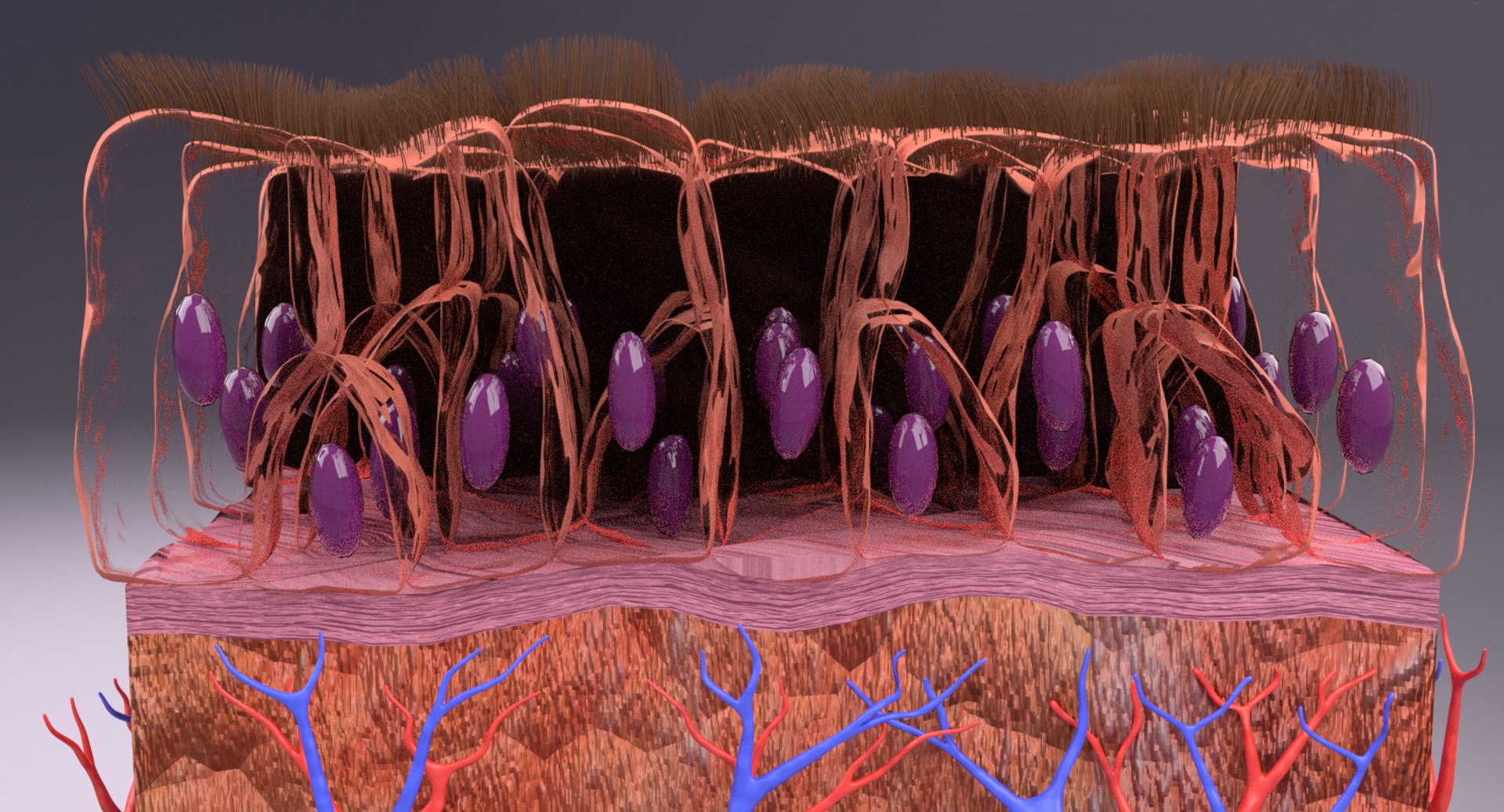 Types skin squamous 3D - TurboSquid 1327934