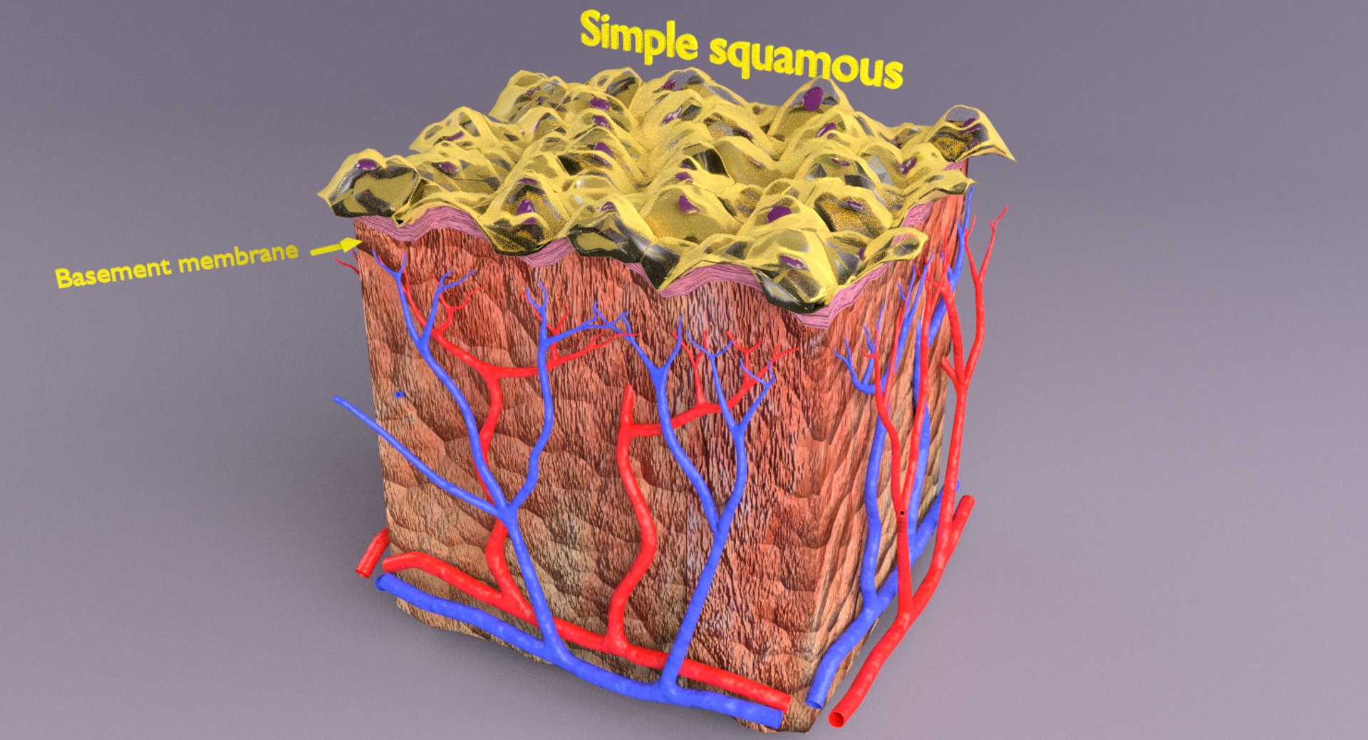 Types skin squamous 3D - TurboSquid 1327934