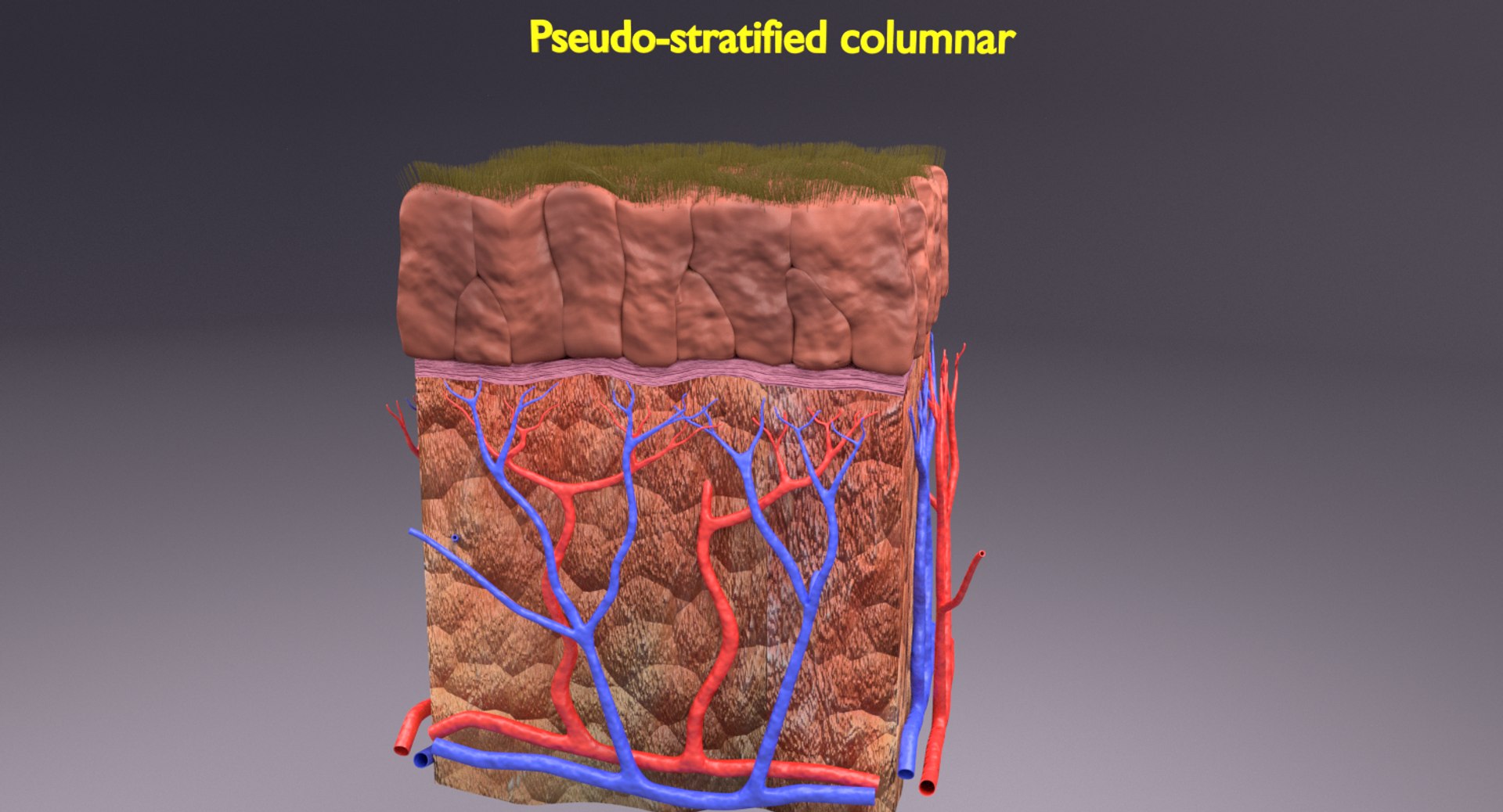 Types skin squamous 3D - TurboSquid 1327934