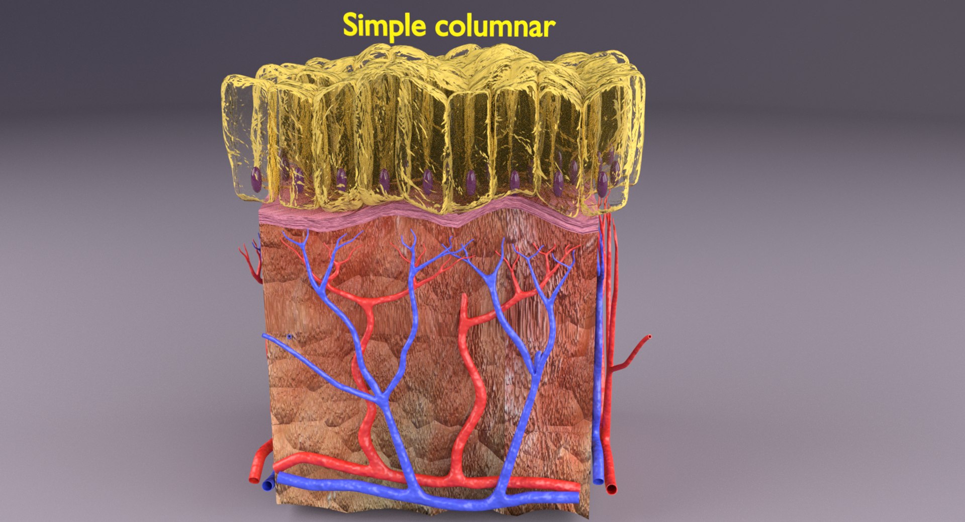 Types skin squamous 3D - TurboSquid 1327934