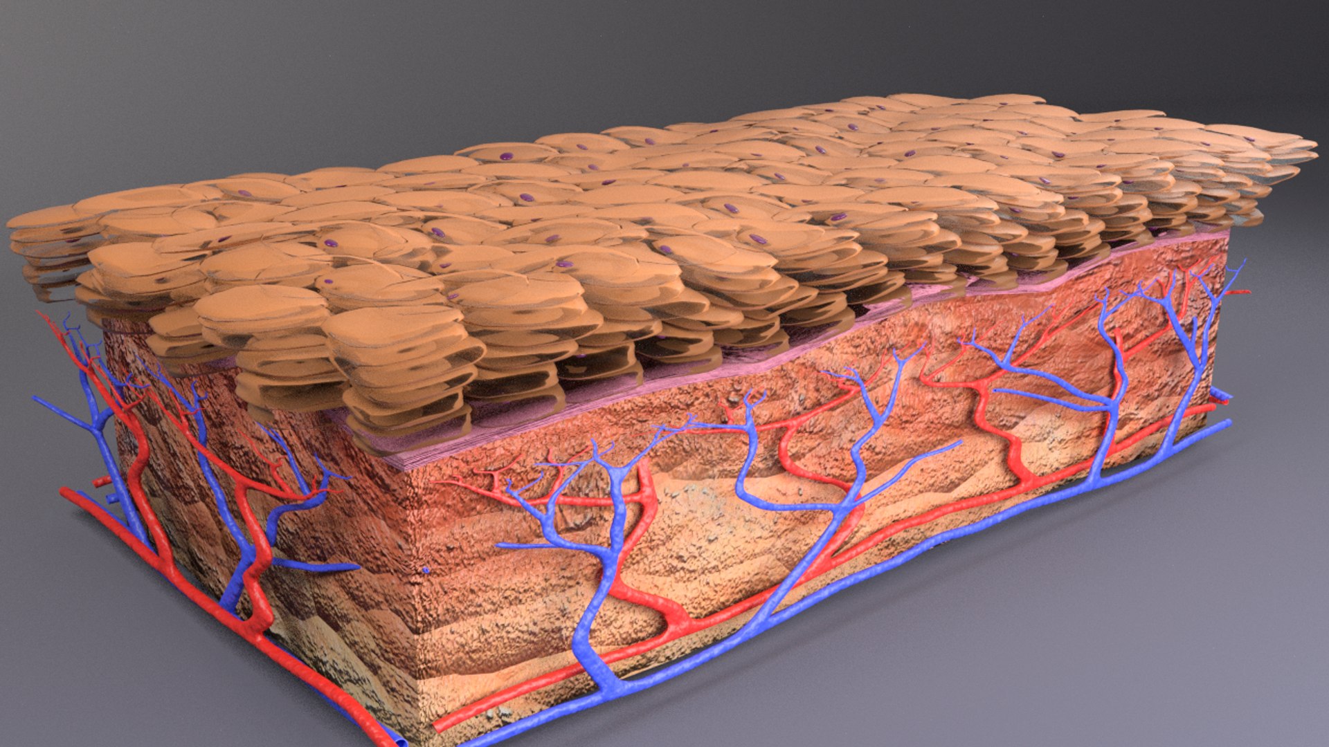 Types skin squamous 3D - TurboSquid 1327934