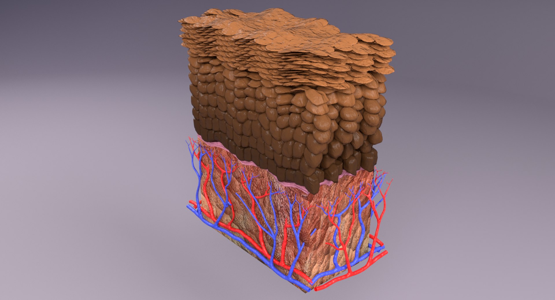 Types skin squamous 3D - TurboSquid 1327934