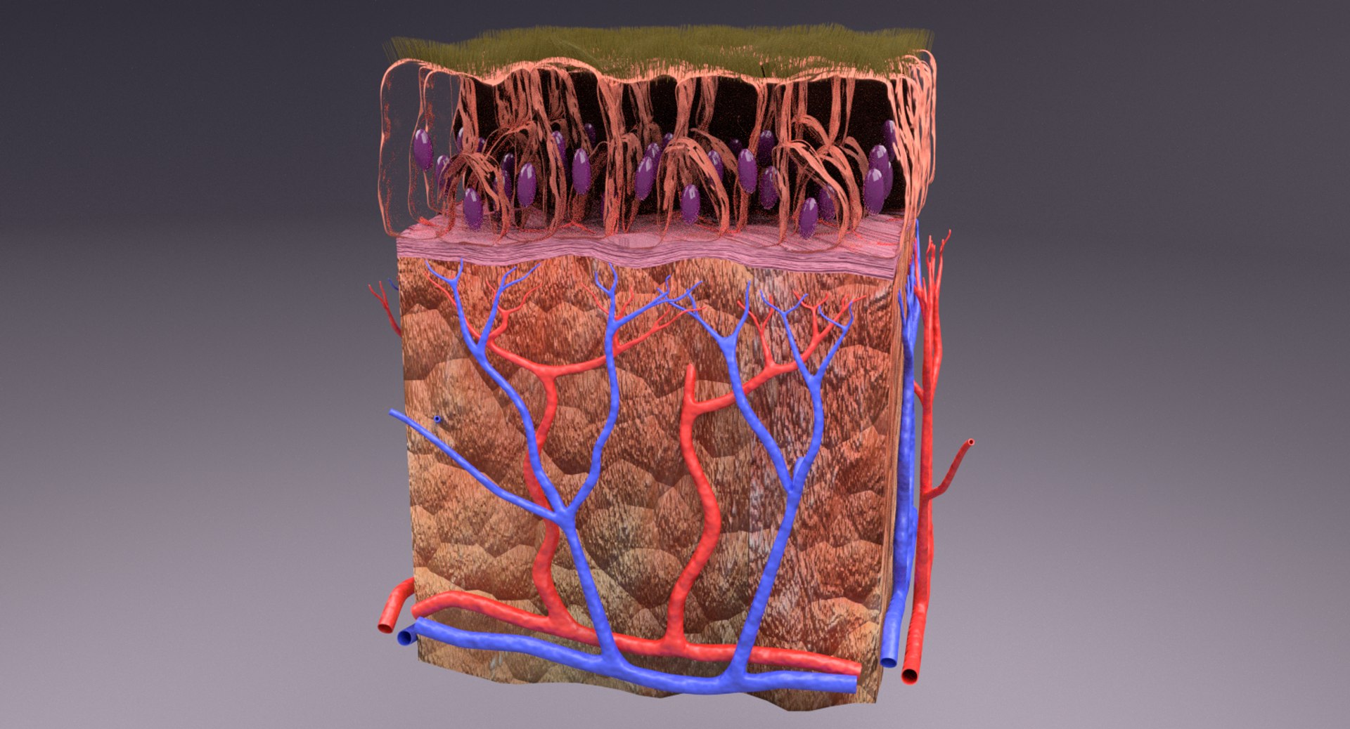 Types skin squamous 3D - TurboSquid 1327934