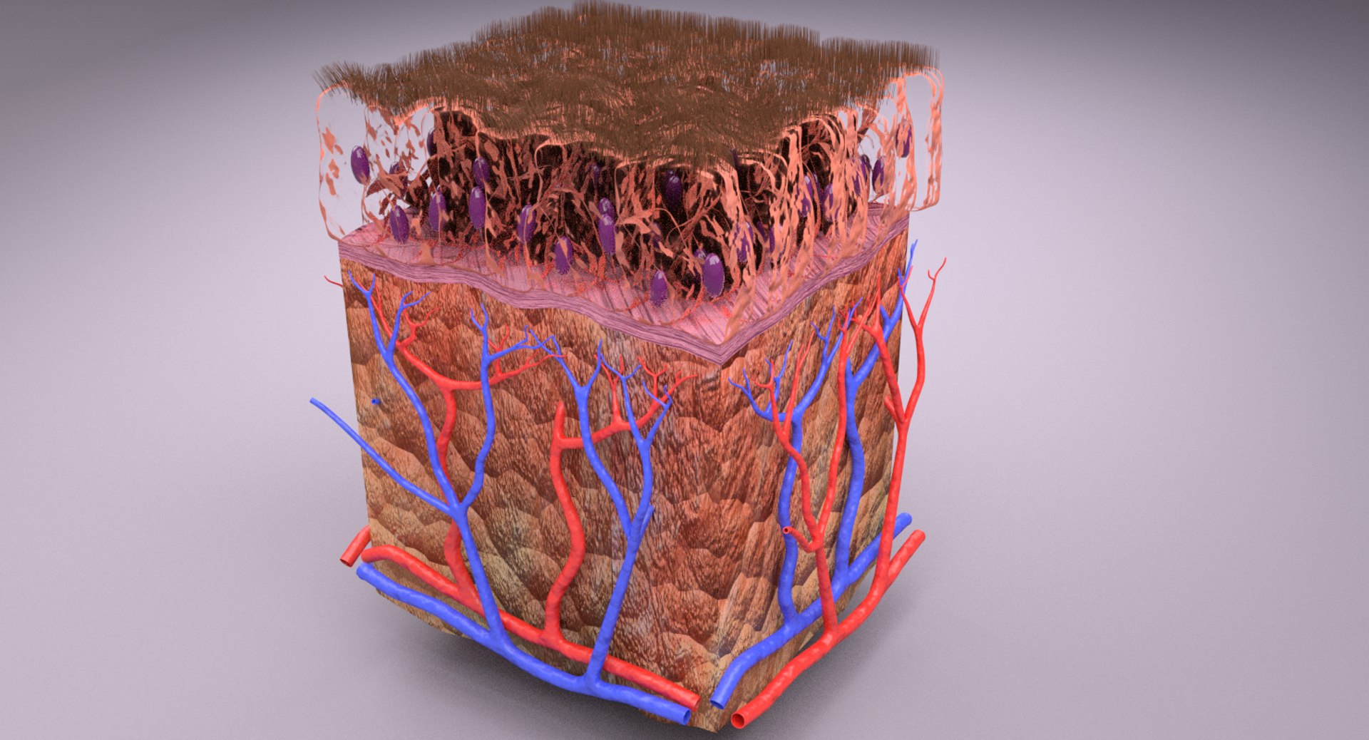 Types skin squamous 3D - TurboSquid 1327934