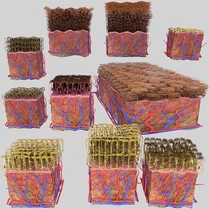 Animated And Bundle Types Of Breasts Shapes 3D Models For Download ...