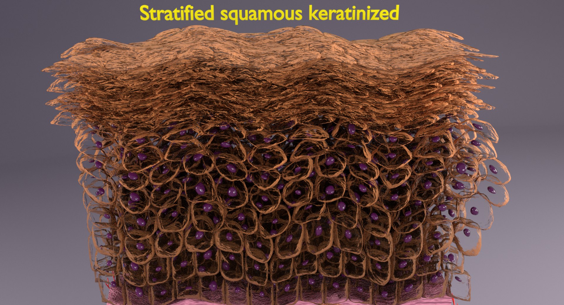 Types skin squamous 3D - TurboSquid 1327934