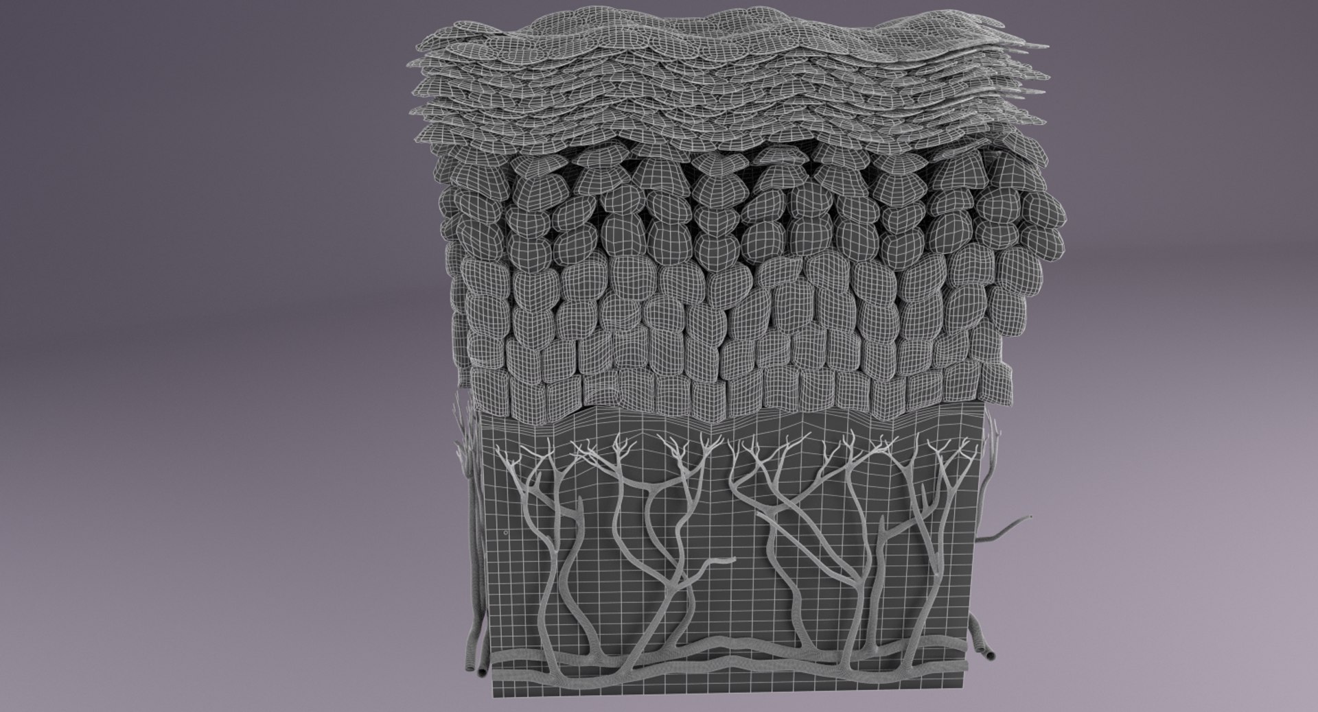 Types skin squamous 3D - TurboSquid 1327934