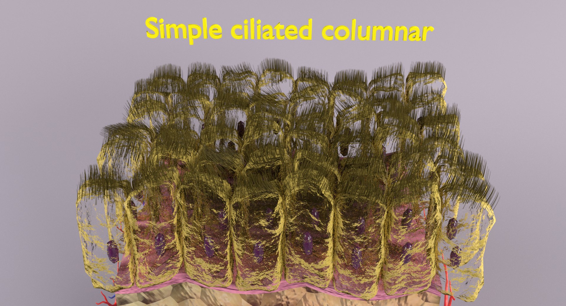 Types skin squamous 3D - TurboSquid 1327934