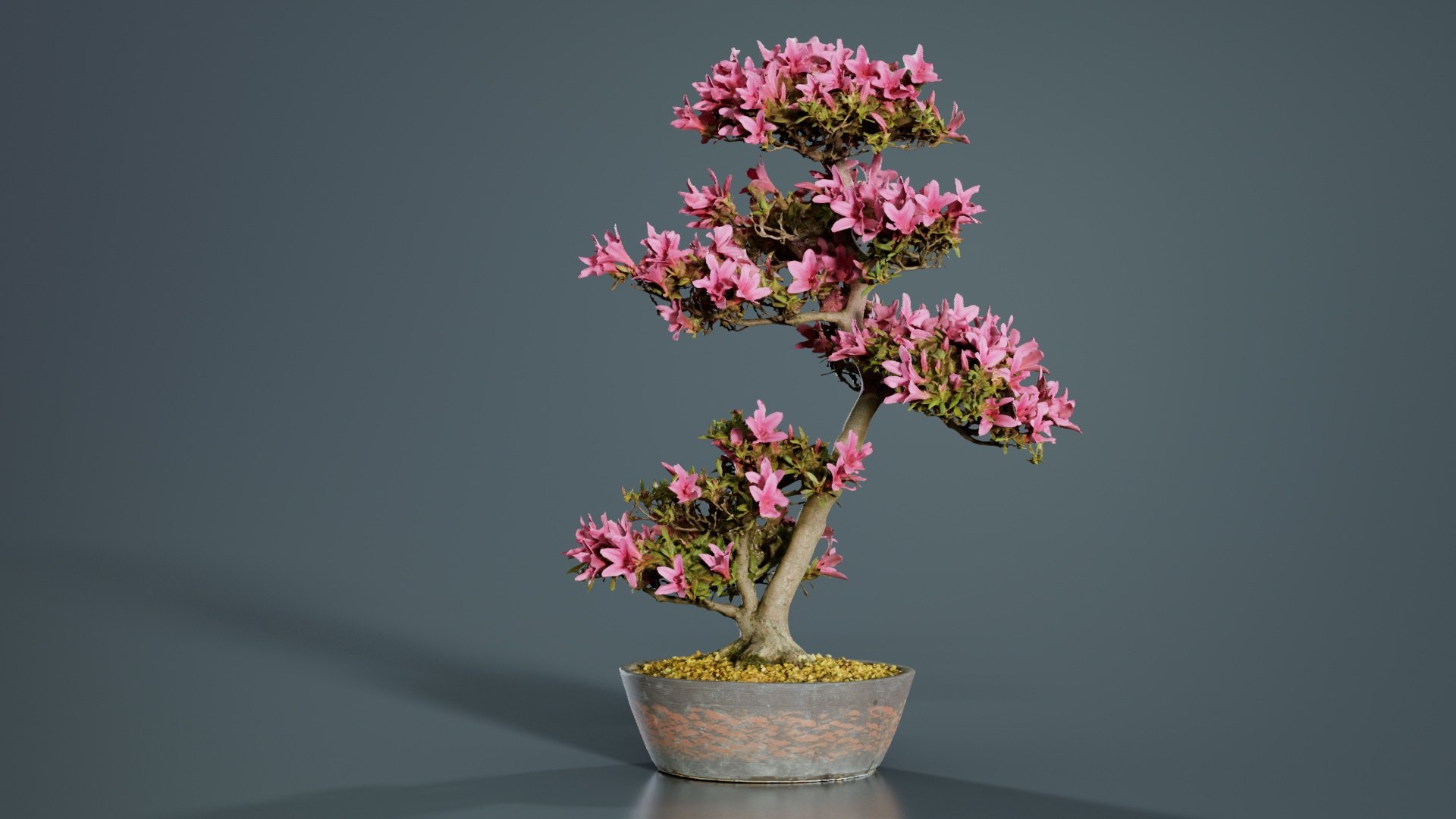 3D Satsuki Azalea Large Cluster Red Rhododendron Indicum Bonsai Tree ...