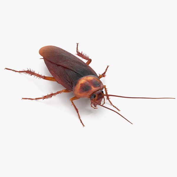 Animated Cockroach Cleans Mustache Rigged for Cinema 4D3D模型 ...
