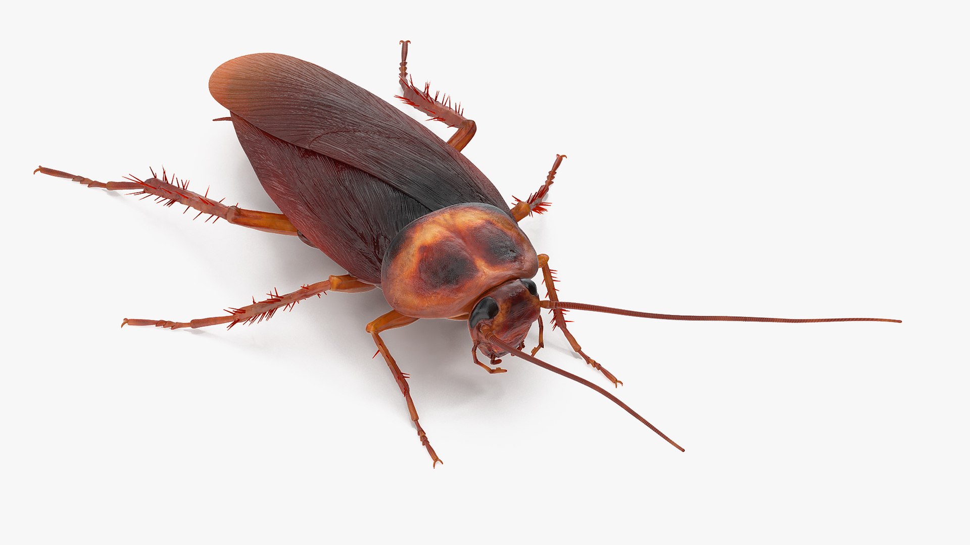 3D Animated Cockroach Cleans Mustache Rigged For Cinema 4D - TurboSquid ...