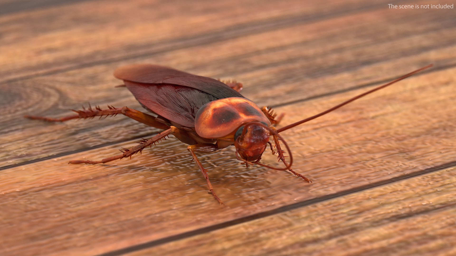 3D Animated Cockroach Cleans Mustache Rigged For Cinema 4D - TurboSquid ...
