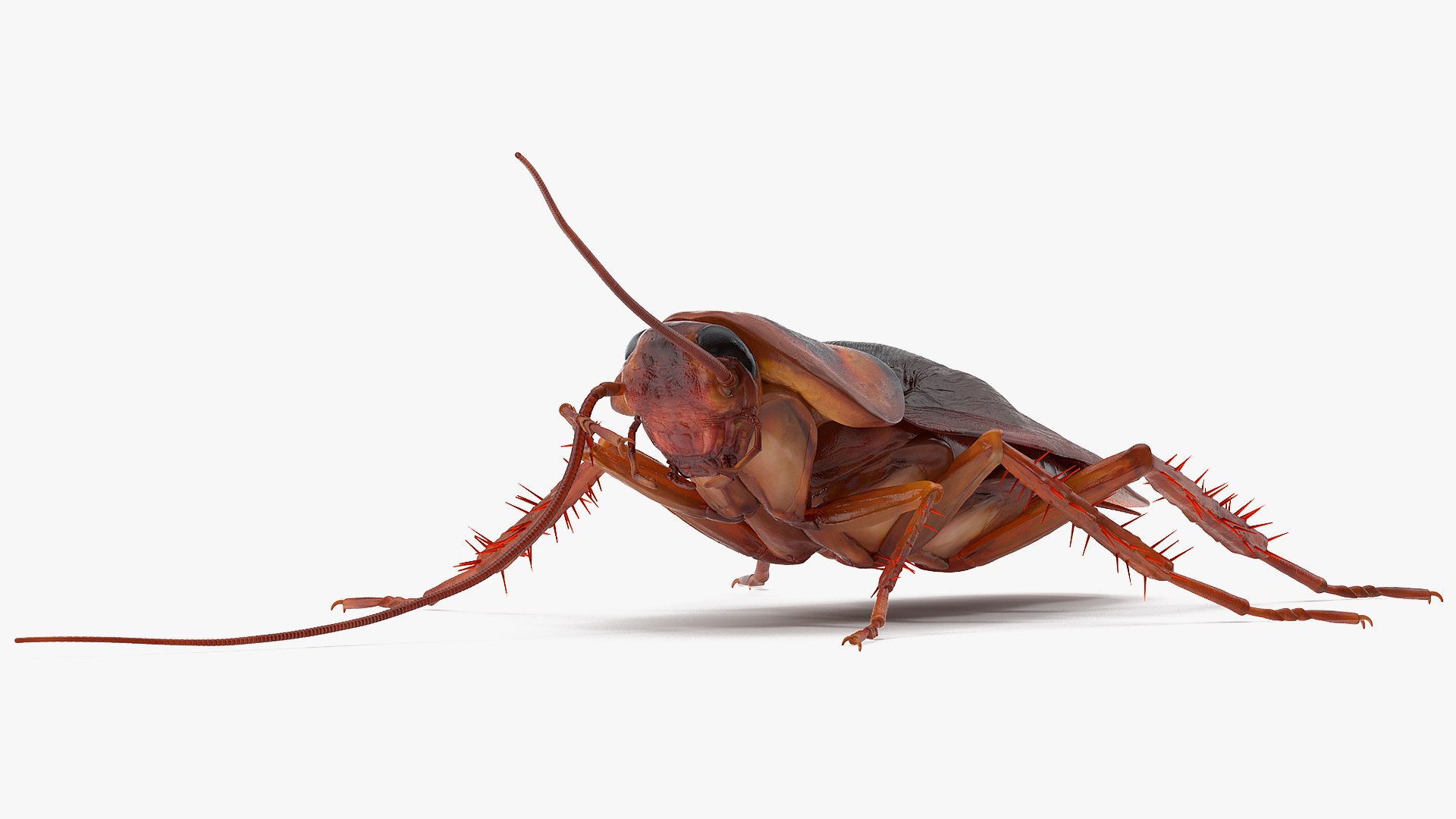 3D Animated Cockroach Cleans Mustache Rigged For Cinema 4D - TurboSquid ...