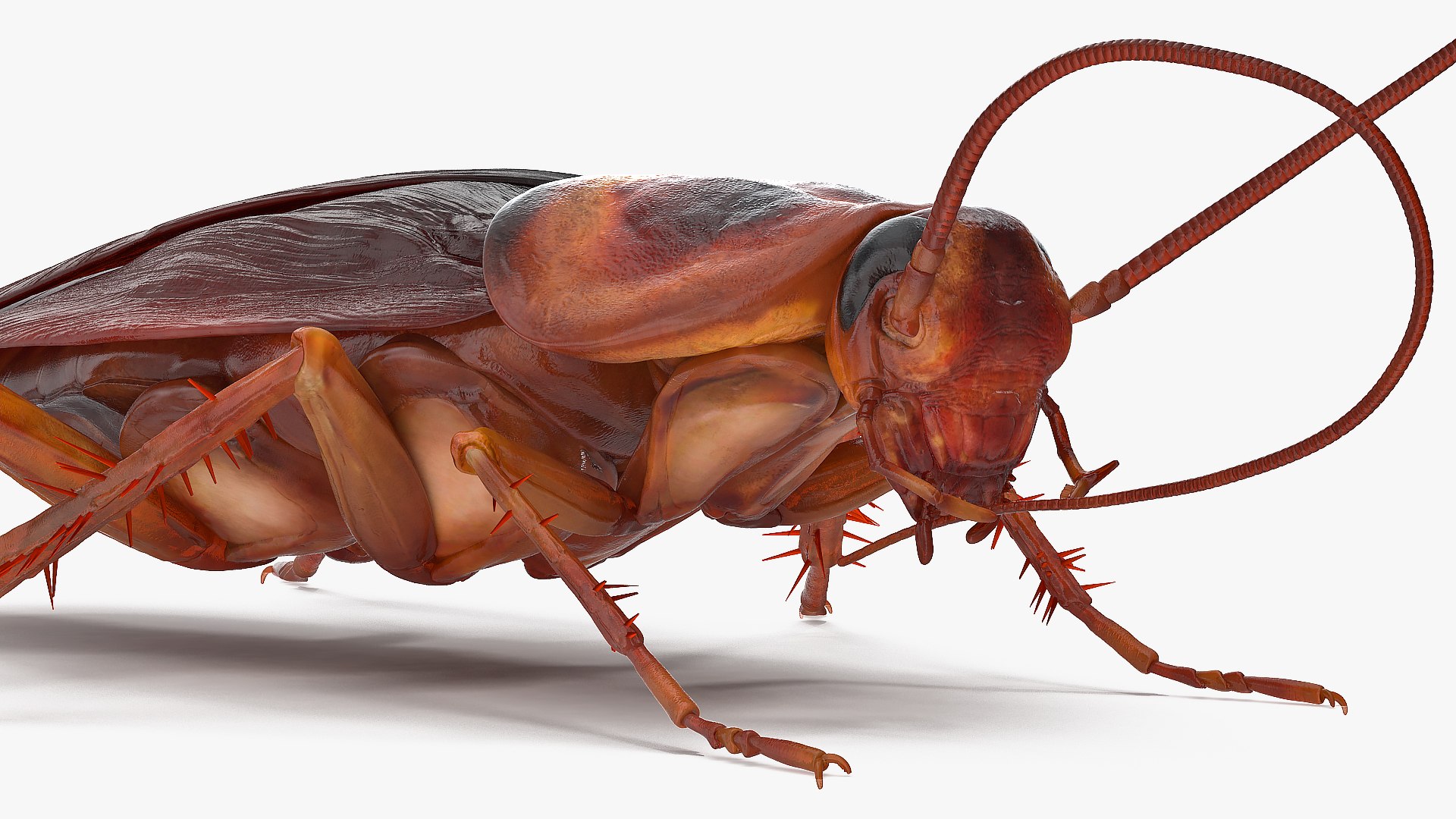 3D Animated Cockroach Cleans Mustache Rigged For Cinema 4D - TurboSquid ...
