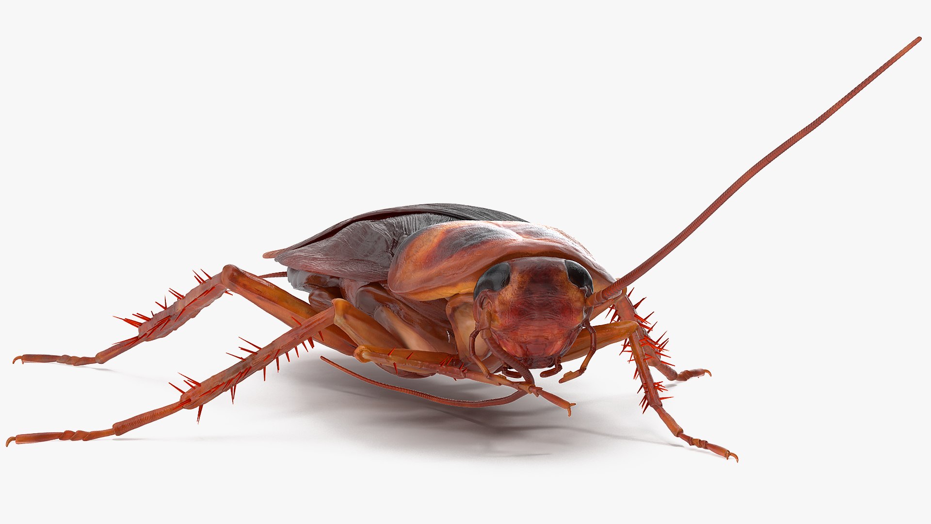 3D Animated Cockroach Cleans Mustache Rigged For Cinema 4D - TurboSquid ...