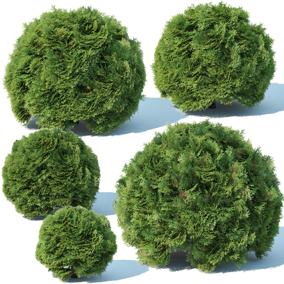 Occidentalis thuya model - TurboSquid 1336243