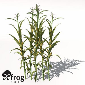 sketchup corn