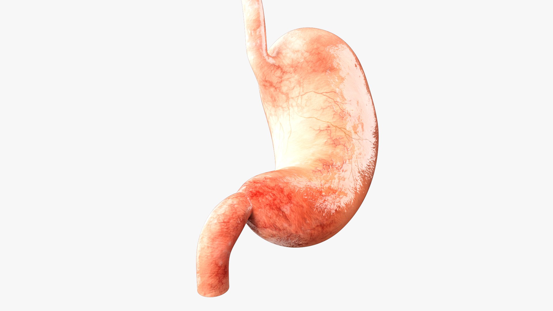 Stomach Model - TurboSquid 2190931