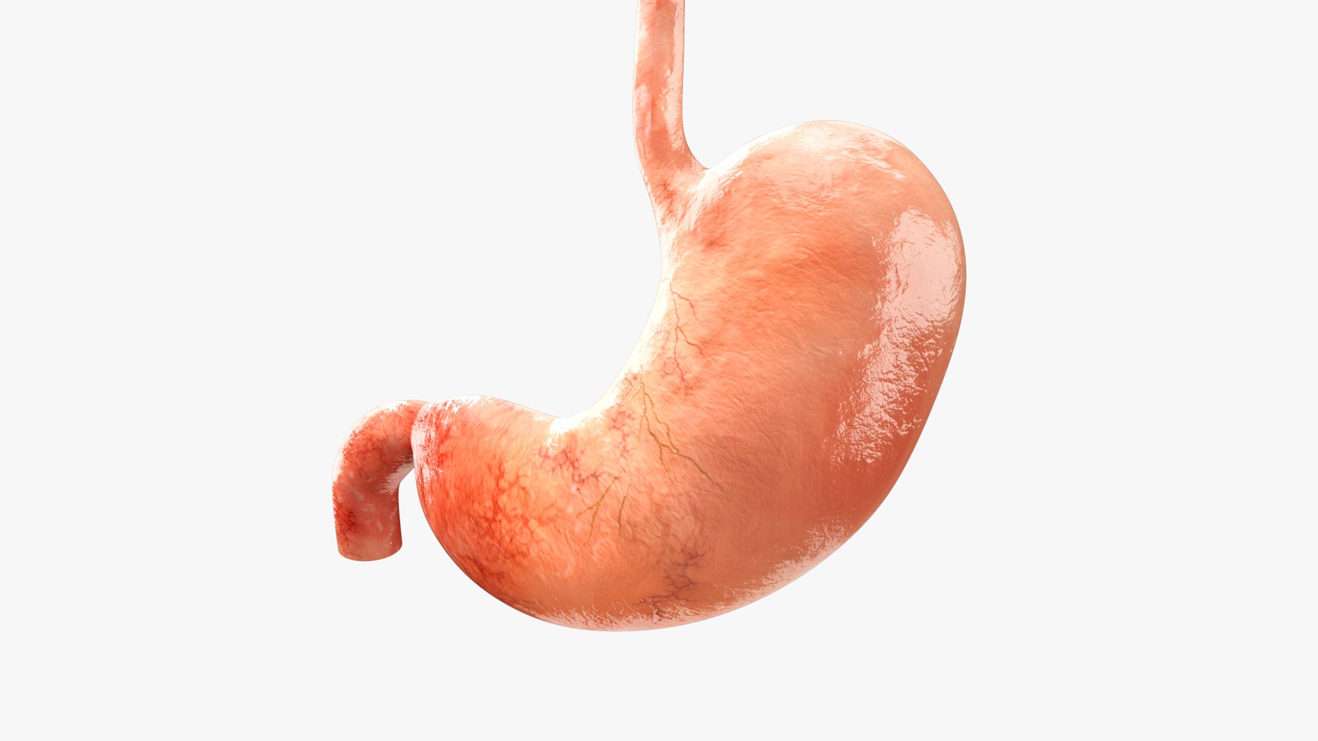Stomach Model - TurboSquid 2190931