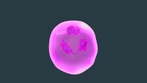 3D Eosinophil Models | TurboSquid