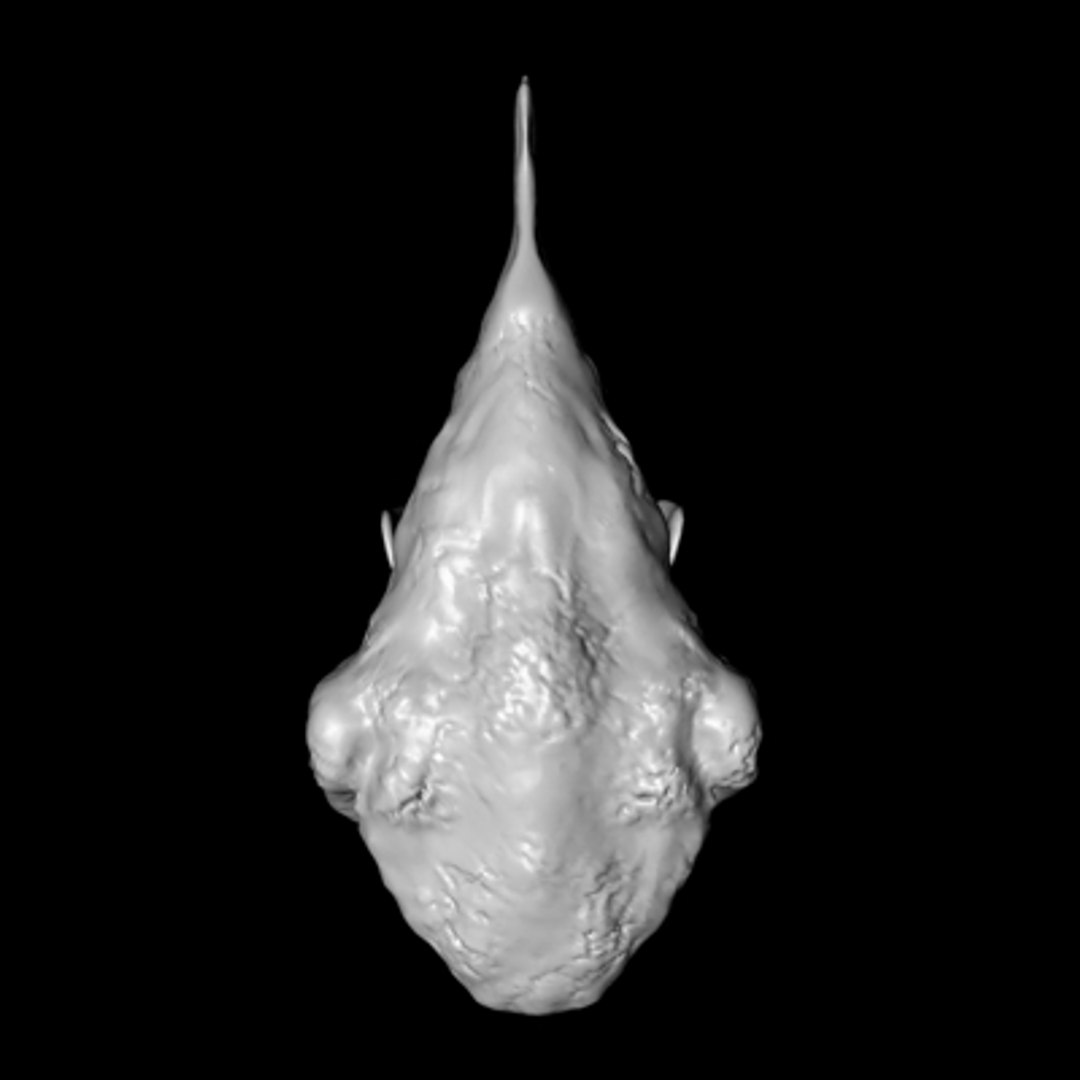 3D Model Angler Fish - TurboSquid 344087