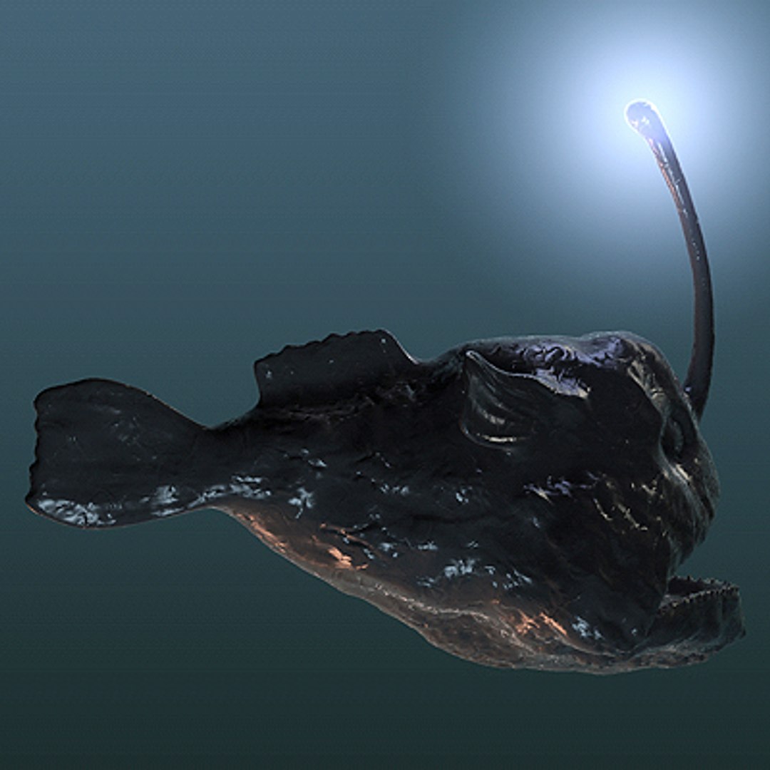 3D Model Angler Fish - TurboSquid 344087