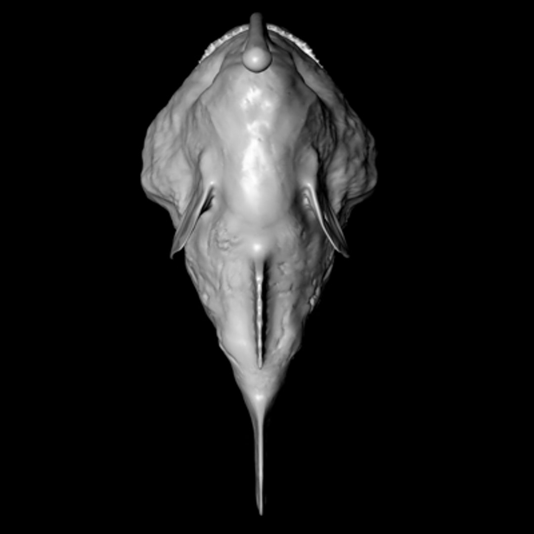 3D Model Angler Fish - TurboSquid 344087