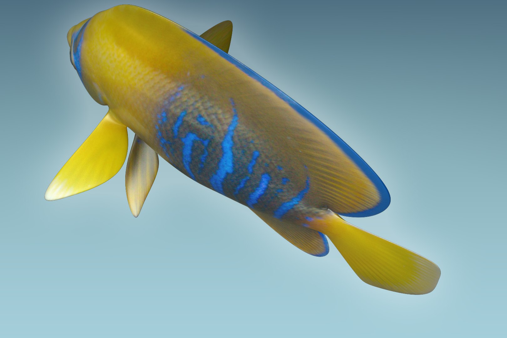 Anglefish Fish 3D Model - TurboSquid 1203628