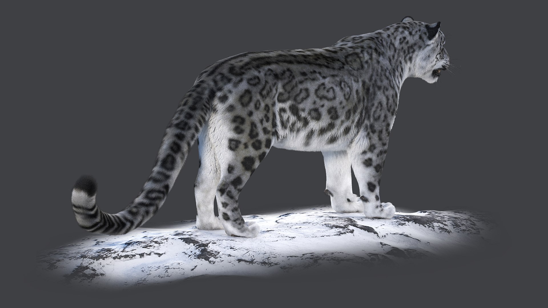 3D Snow Leopard V-ray Ornatrix - TurboSquid 1936049