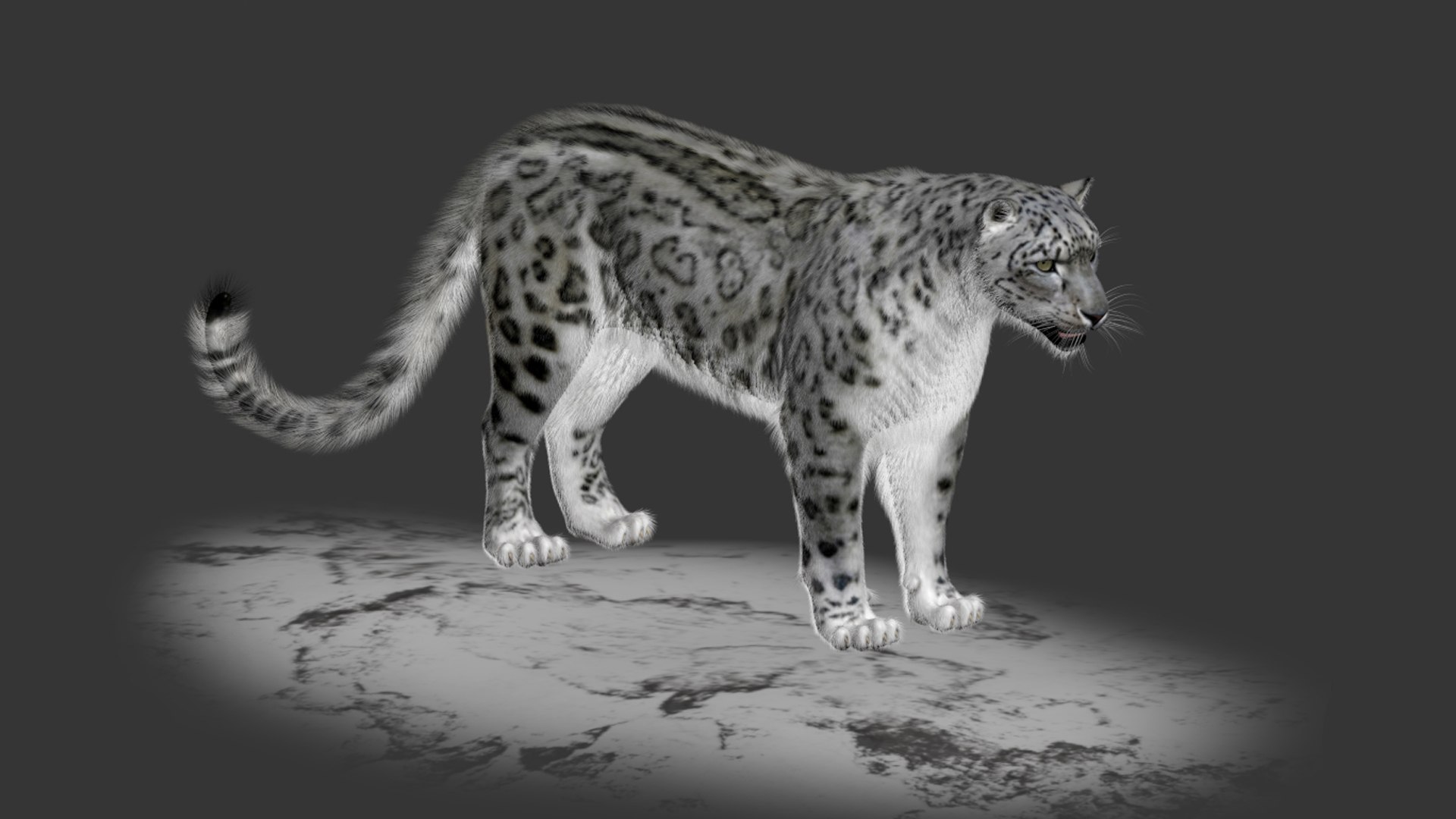 3D Snow Leopard V-ray Ornatrix - TurboSquid 1936049