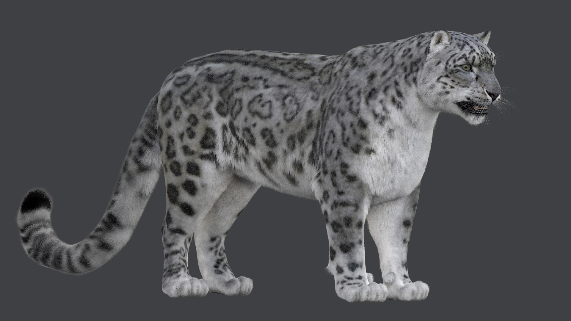 3D Snow Leopard V-ray Ornatrix - TurboSquid 1936049