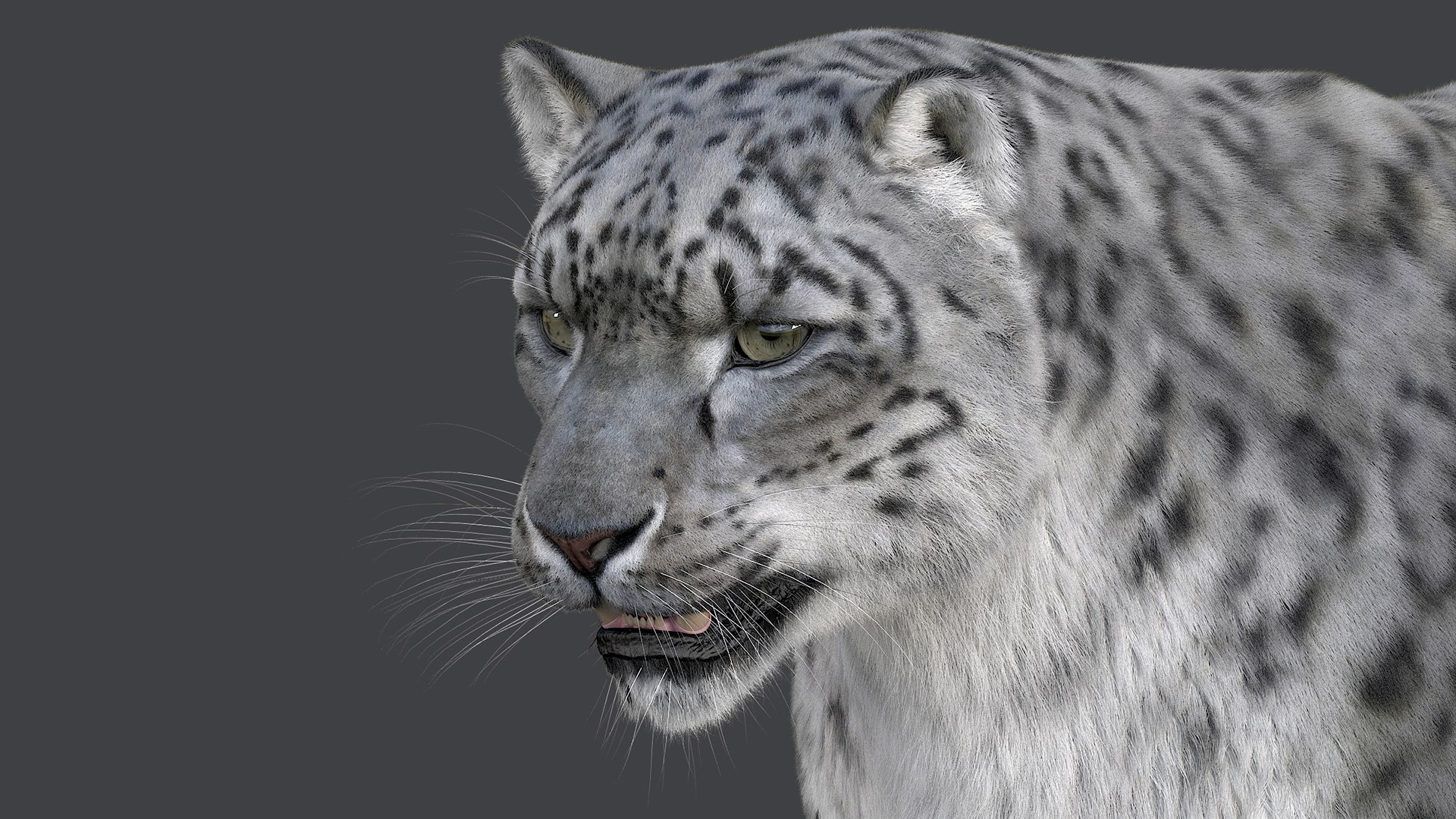 3D Snow Leopard V-ray Ornatrix - TurboSquid 1936049