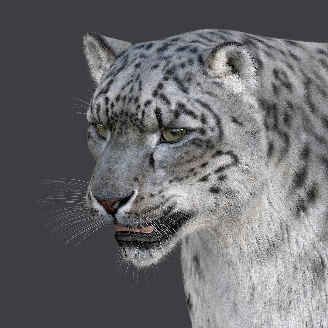 3D Snow Leopard V-ray Ornatrix - TurboSquid 1936049